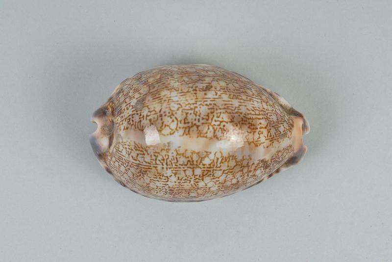 Mollusc shell: Arabian cowrie, Mauritia arabica - New Zealand Maritime ...