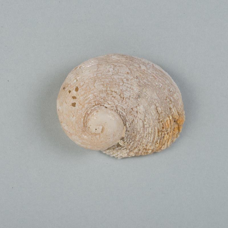 Mollusc shell: Slipper limpet, Sigapatella species - New Zealand ...