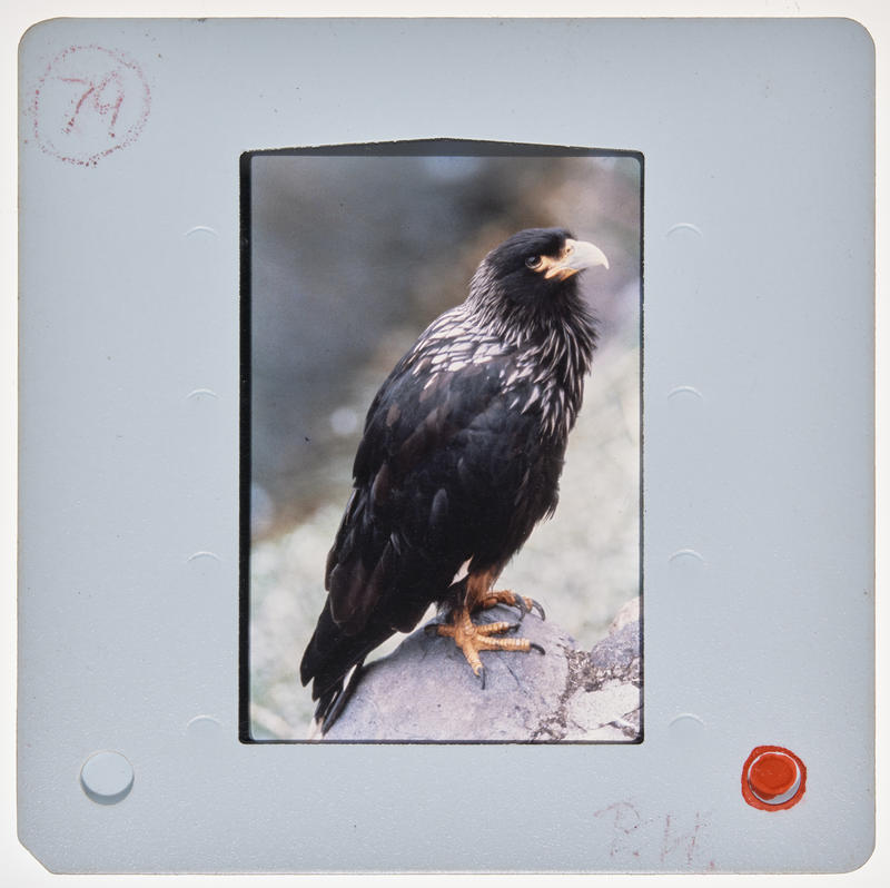 Slide: Bird, TOTORORE Expedition, 1984-1985 - New Zealand Maritime Museum
