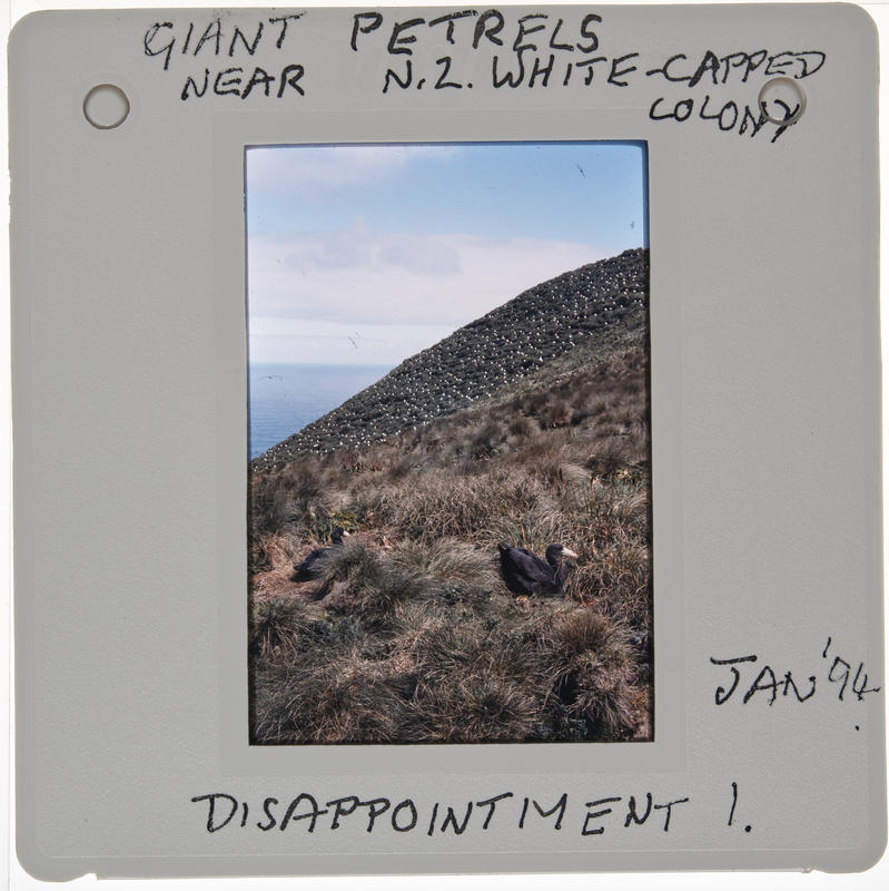 Slide: Bird colony, Auckland Islands, Jan 1994 - New Zealand Maritime ...