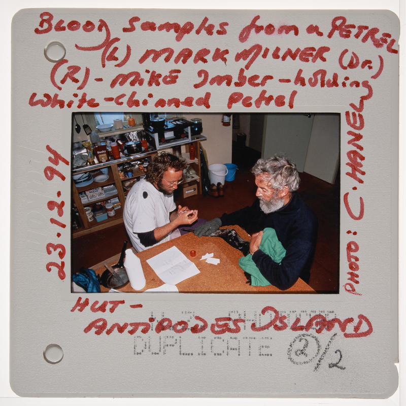 Slide: Mark Milner and Mike Imber holding a White-chinned petrel ...