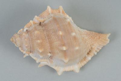 Mollusc shell: Trumpet shell, Cymatium parthenopeum - New Zealand ...