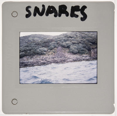 Slide: The Snares Islands, 1995 - New Zealand Maritime Museum