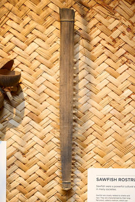 Sawfish bill or rostrum - New Zealand Maritime Museum