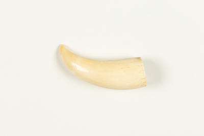 Whale tooth - New Zealand Maritime Museum