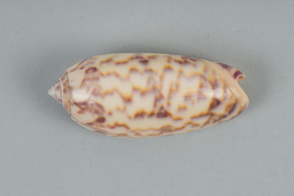 Mollusc shell: Ornate olive shell, Oliva lignaria - New Zealand ...