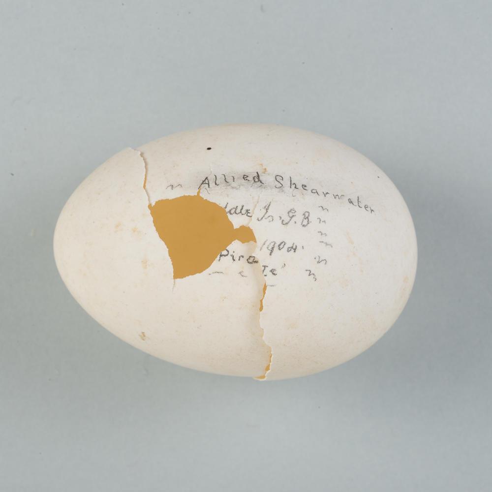 Bird egg shell: Little shearwater, Puffinus assimilis - New Zealand ...