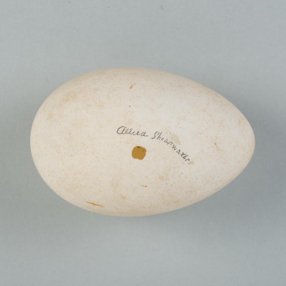 Bird egg shell: Little shearwater, Puffinus assimilis - New Zealand ...