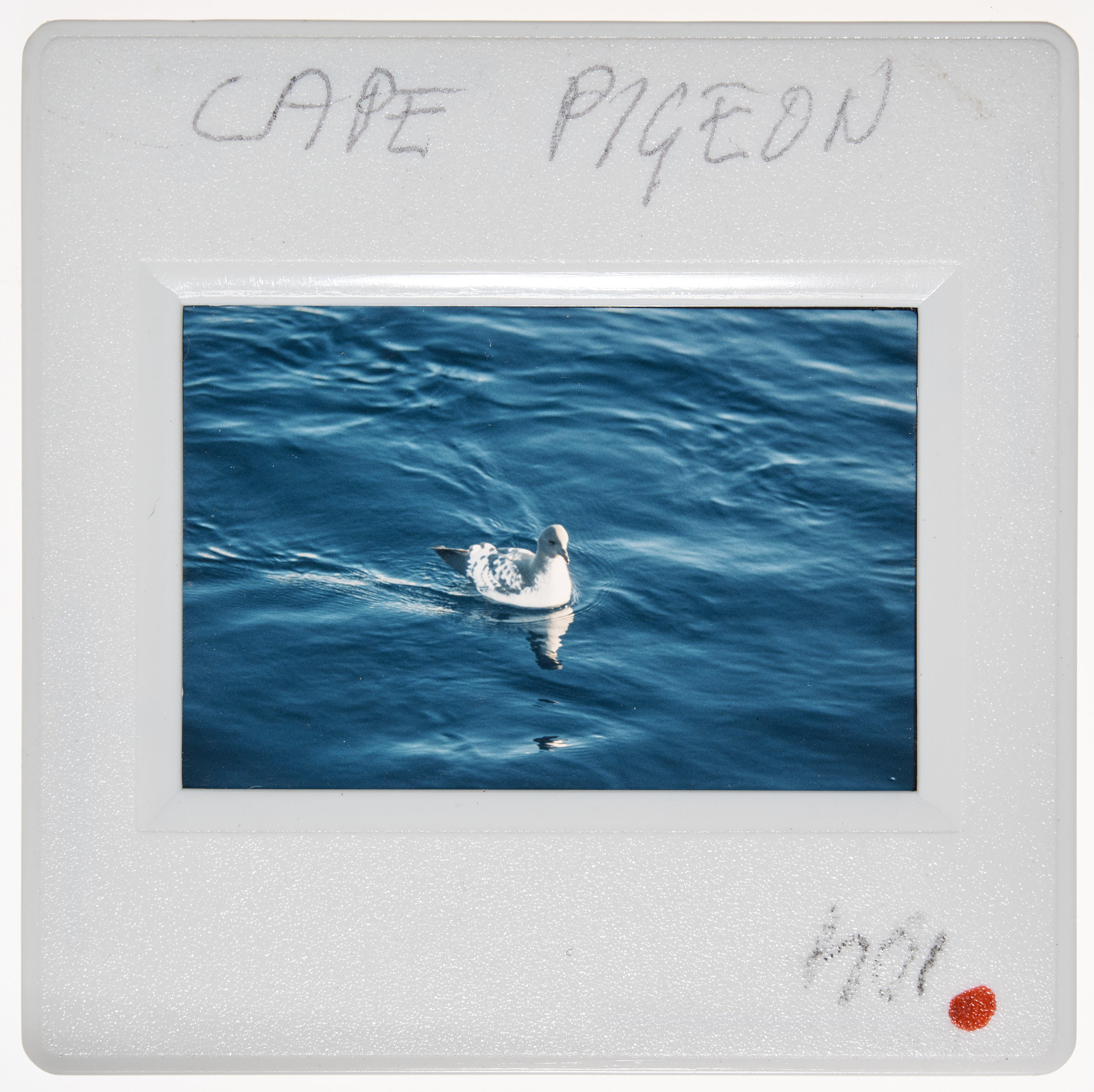 Slide: Cape pigeon, TOTORORE Expedition, 1984-1985 - New Zealand ...