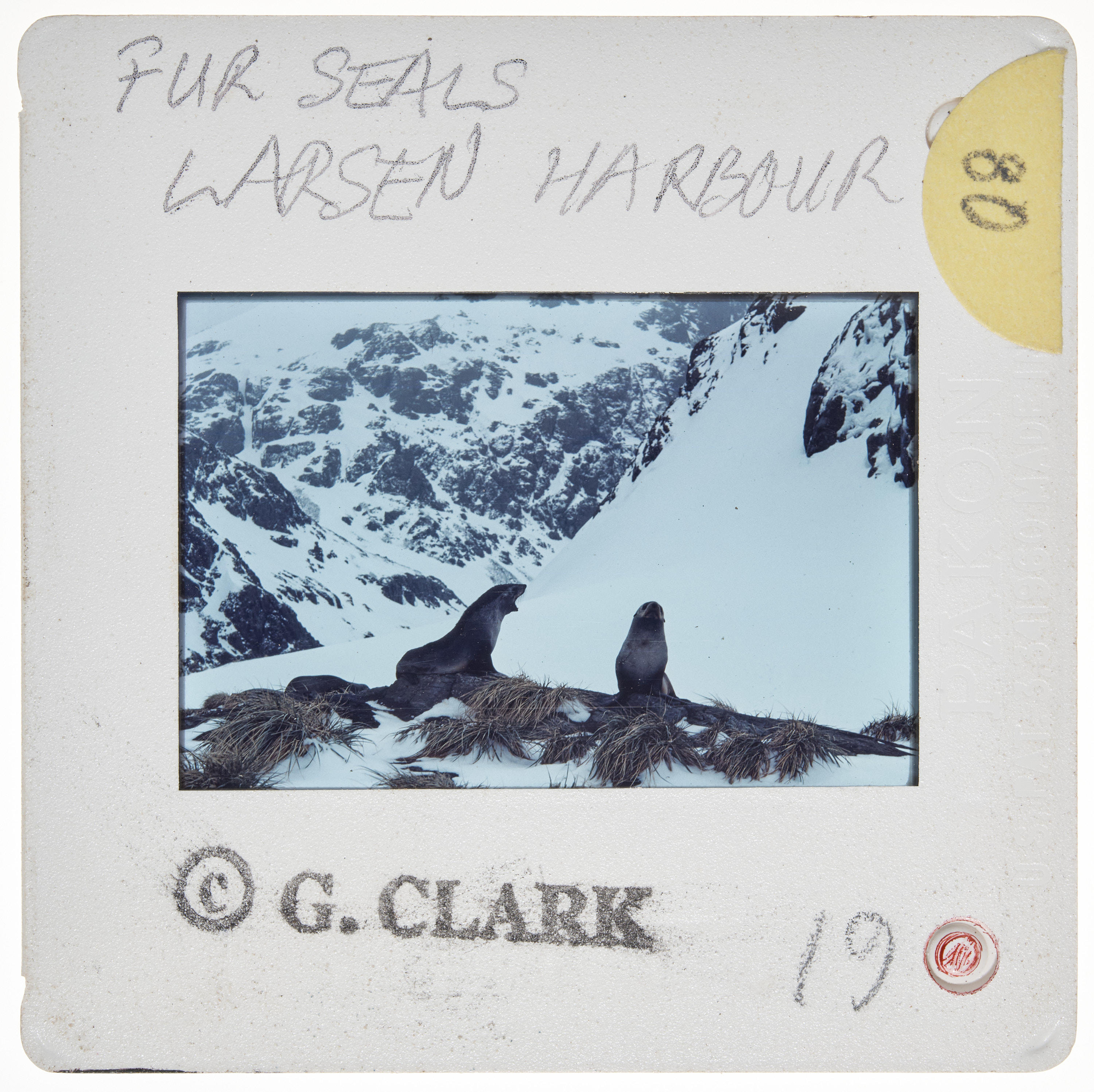 Slide: Fur seals, TOTORORE Expedition, Larsen Harbour, South Georgia ...