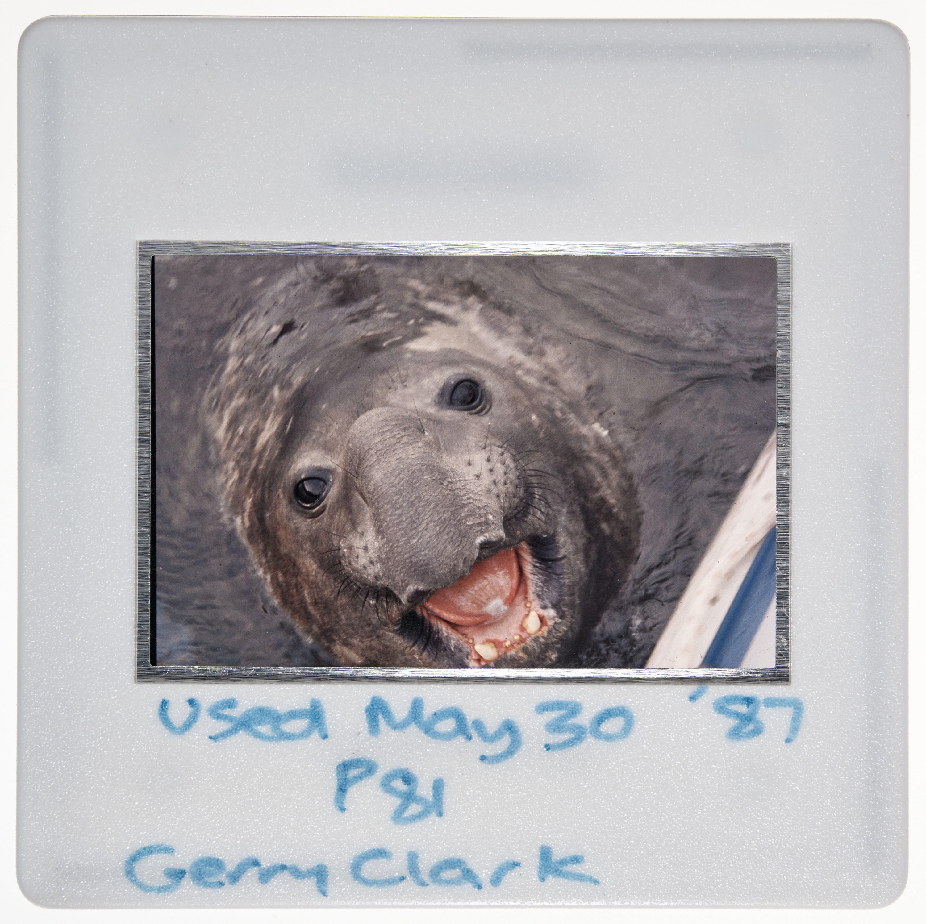 Slide: TOTORORE Expedition, Hannibal at Bird Island, South Georgia ...