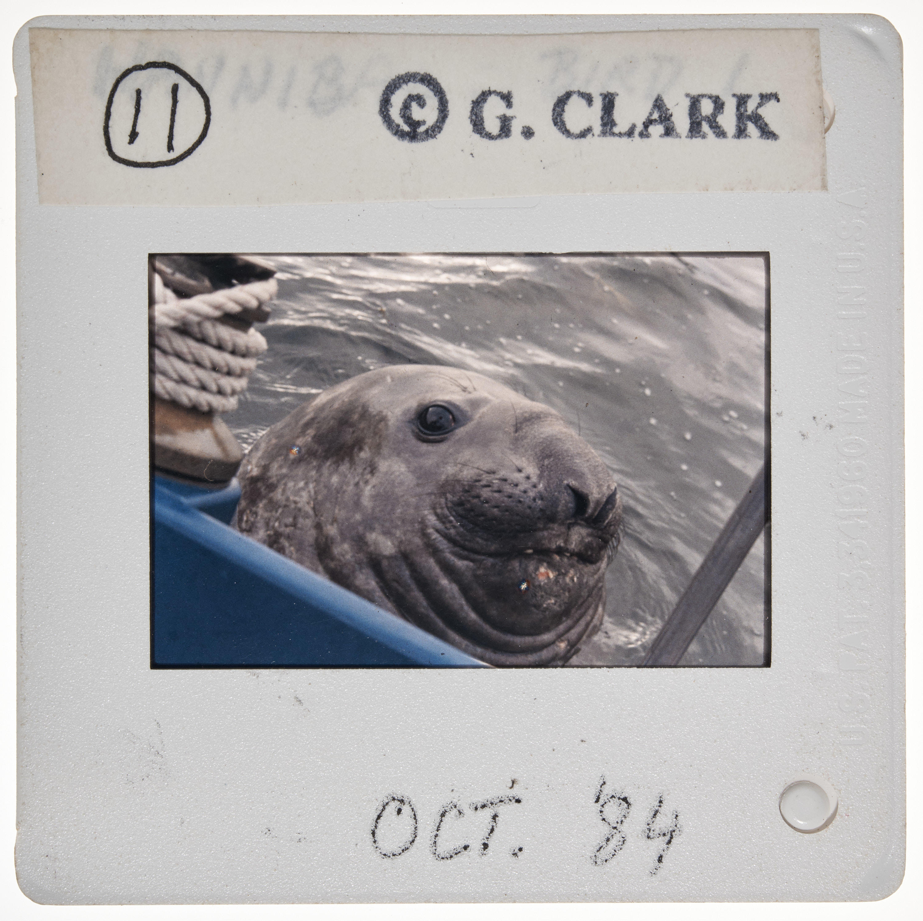 Slide: TOTORORE Expedition, Elephant seal "Hannibal", Oct 1984 - New ...
