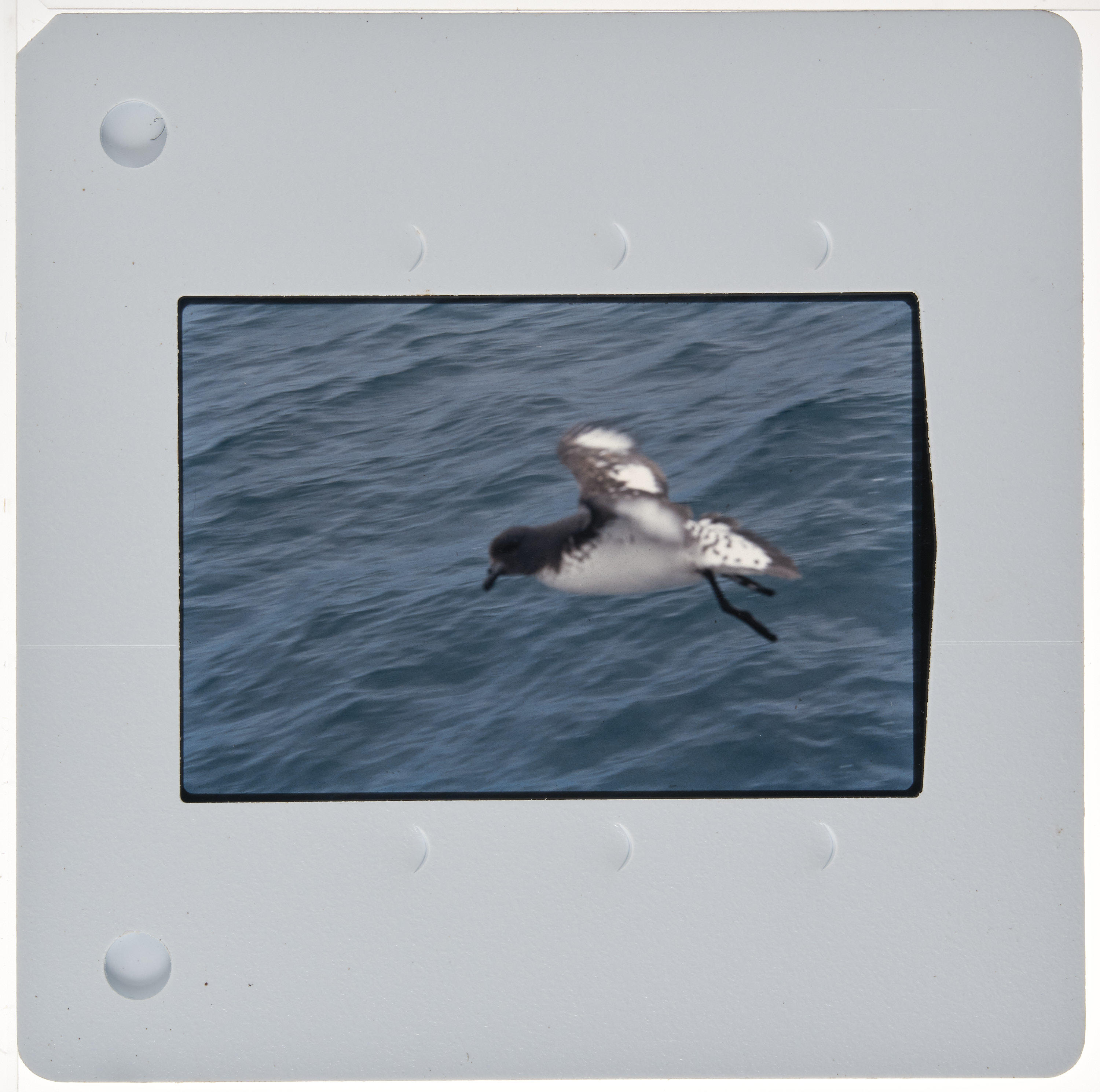 Slide: Taiko Expedition, Chatham Islands, 1987 - New Zealand Maritime ...