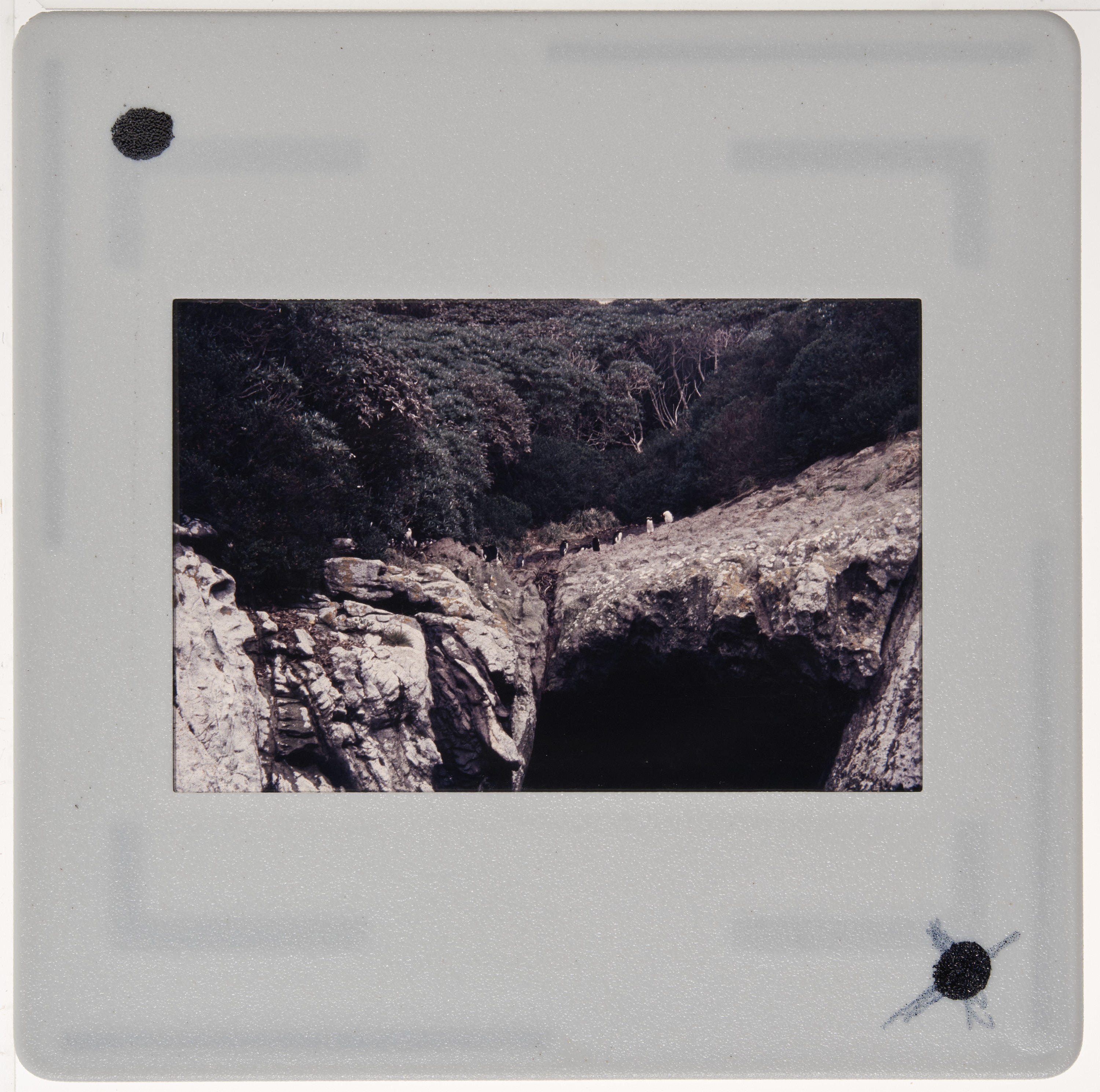 Slide: Rocky shoreline and birds - New Zealand Maritime Museum