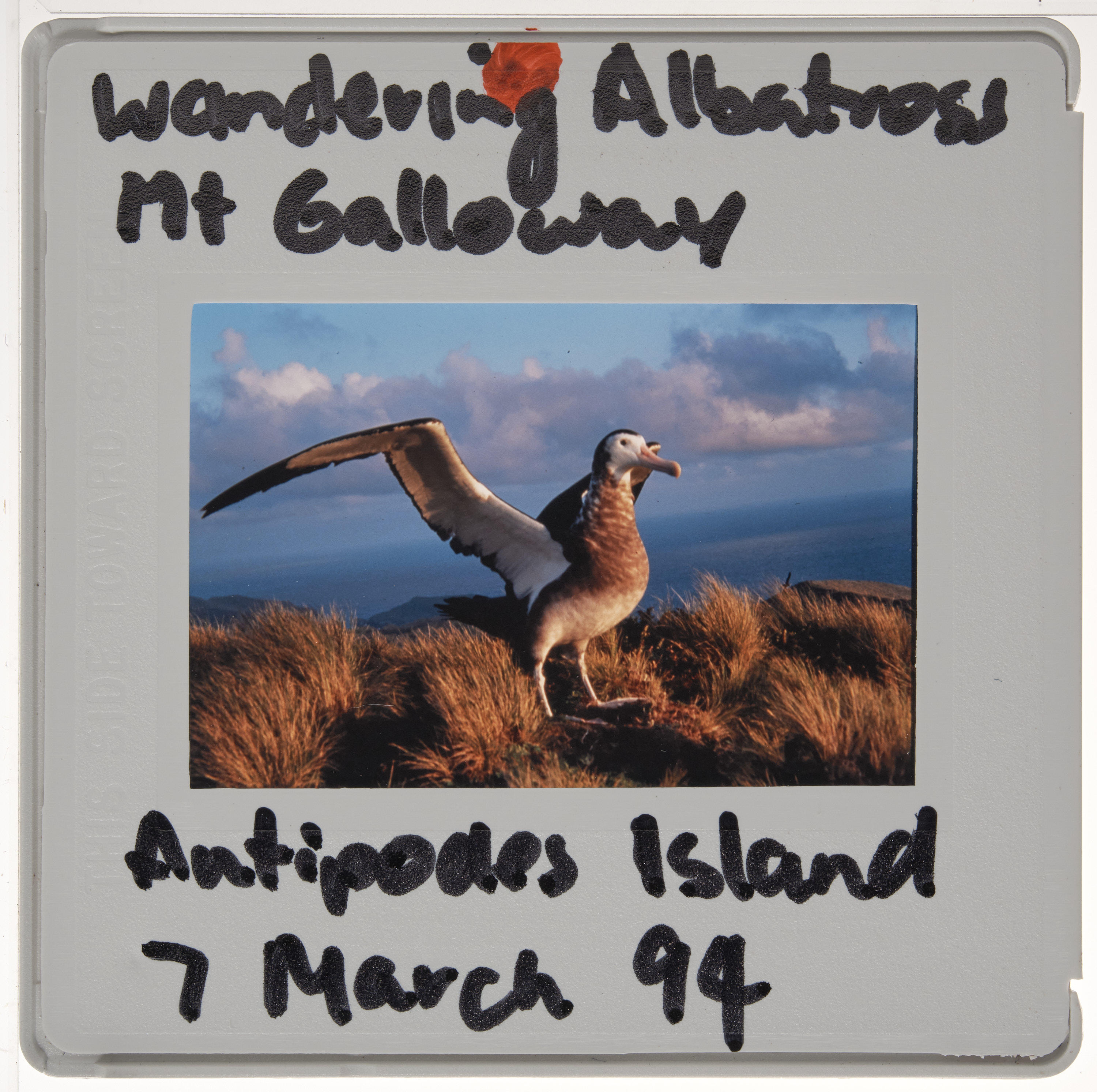 Slide: Wandering albatross, Antipodes Island, 7 Mar1994 - New Zealand ...