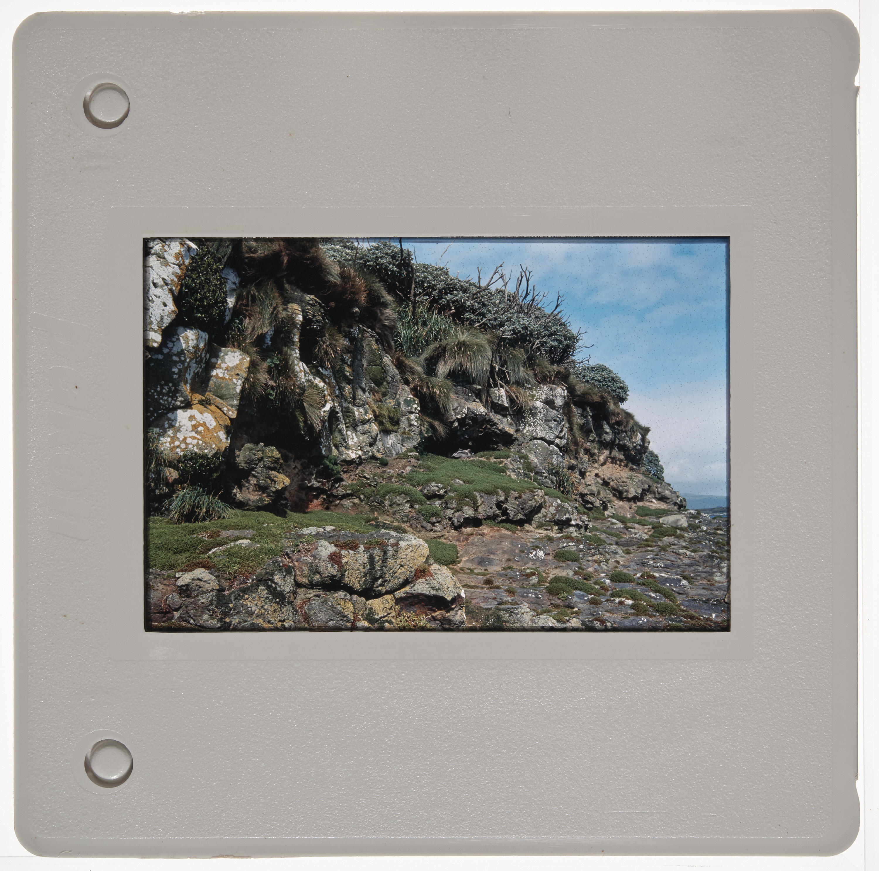 Slide: Bird amongst rocks - New Zealand Maritime Museum