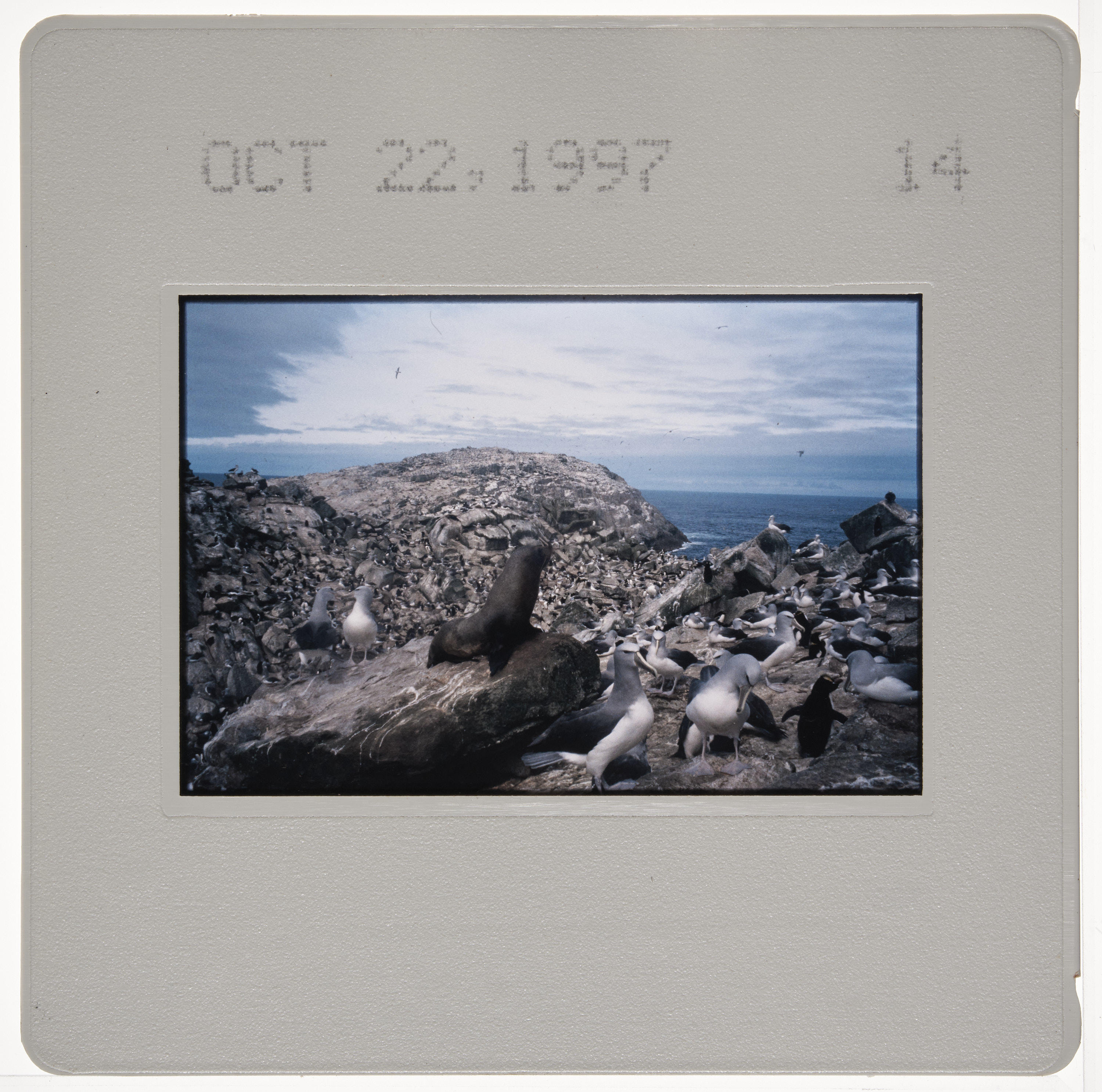 Slide: The Bounty Islands, 1997 - New Zealand Maritime Museum