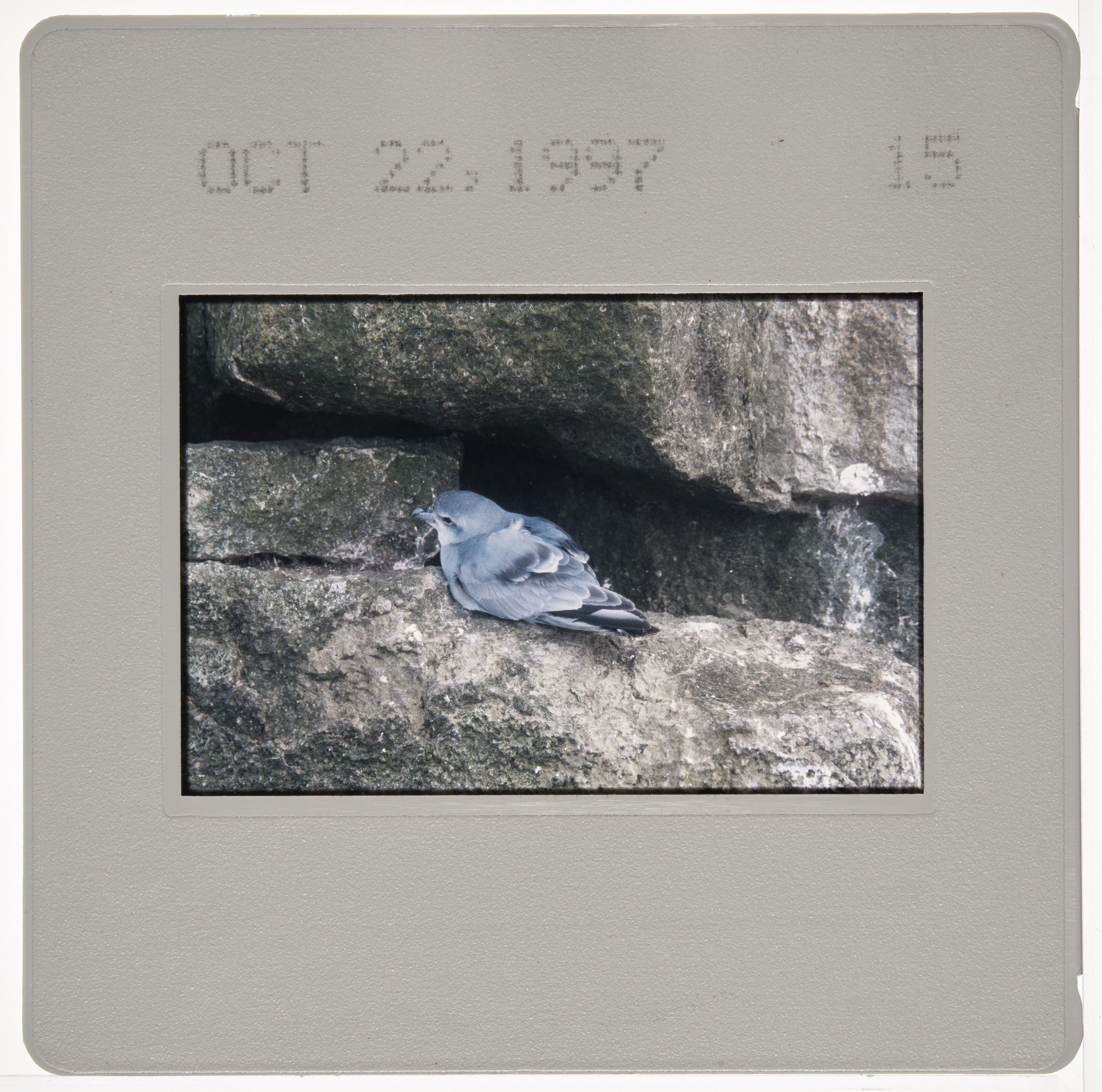 Slide: The Bounty Islands, 1997 - New Zealand Maritime Museum