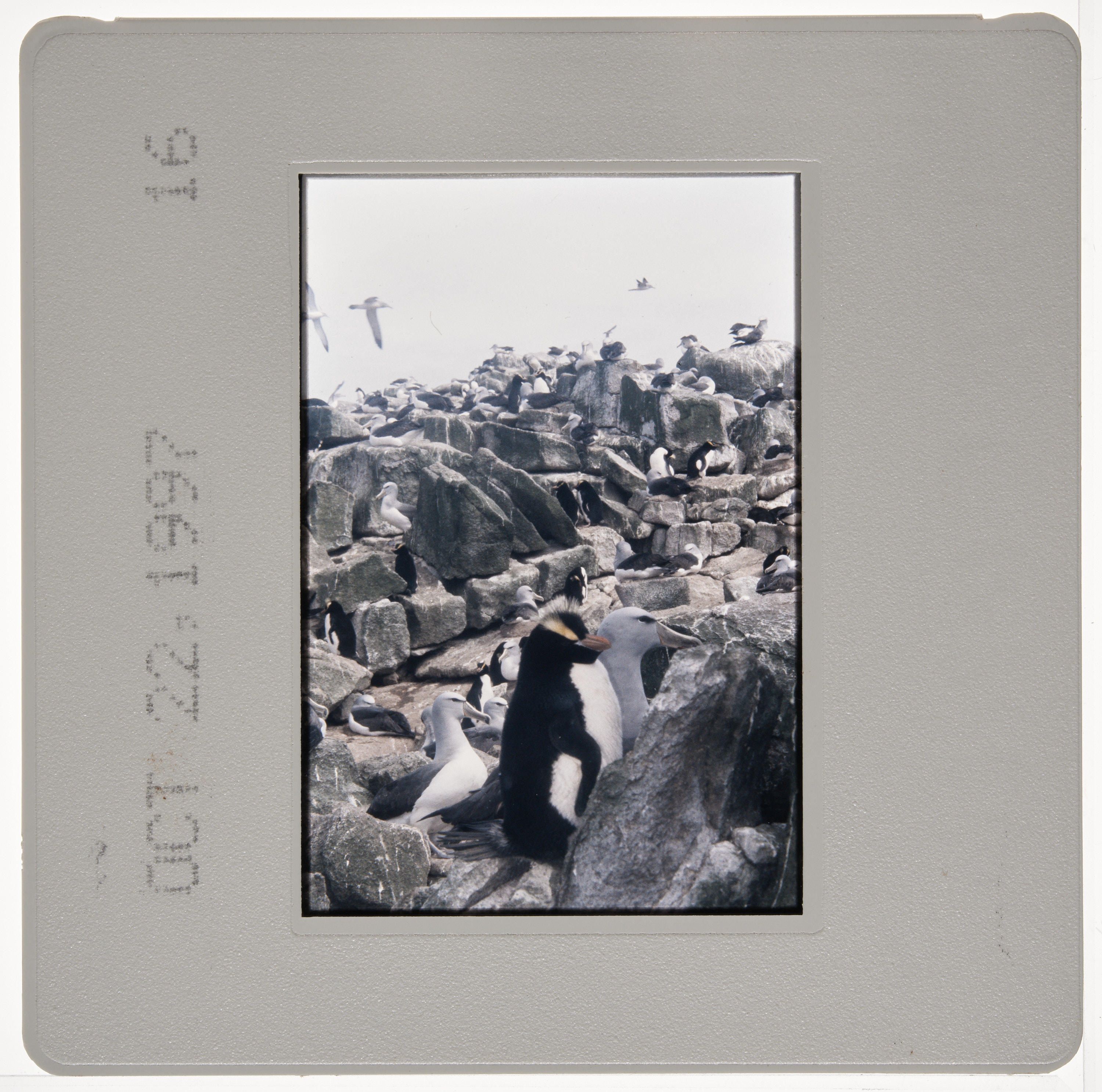 Slide: The Bounty Islands, 1997 - New Zealand Maritime Museum