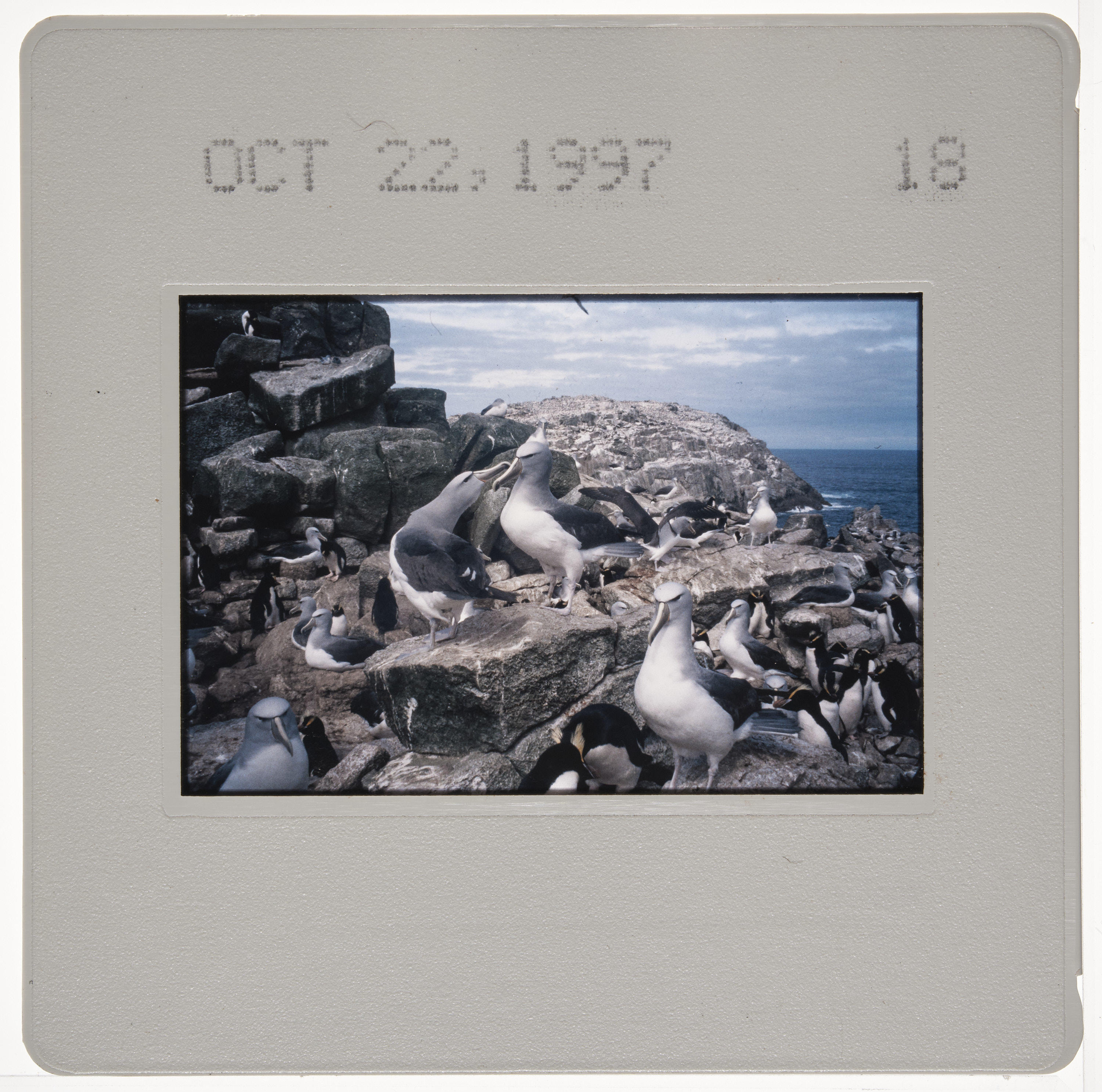 Slide: The Bounty Islands, 1997 - New Zealand Maritime Museum