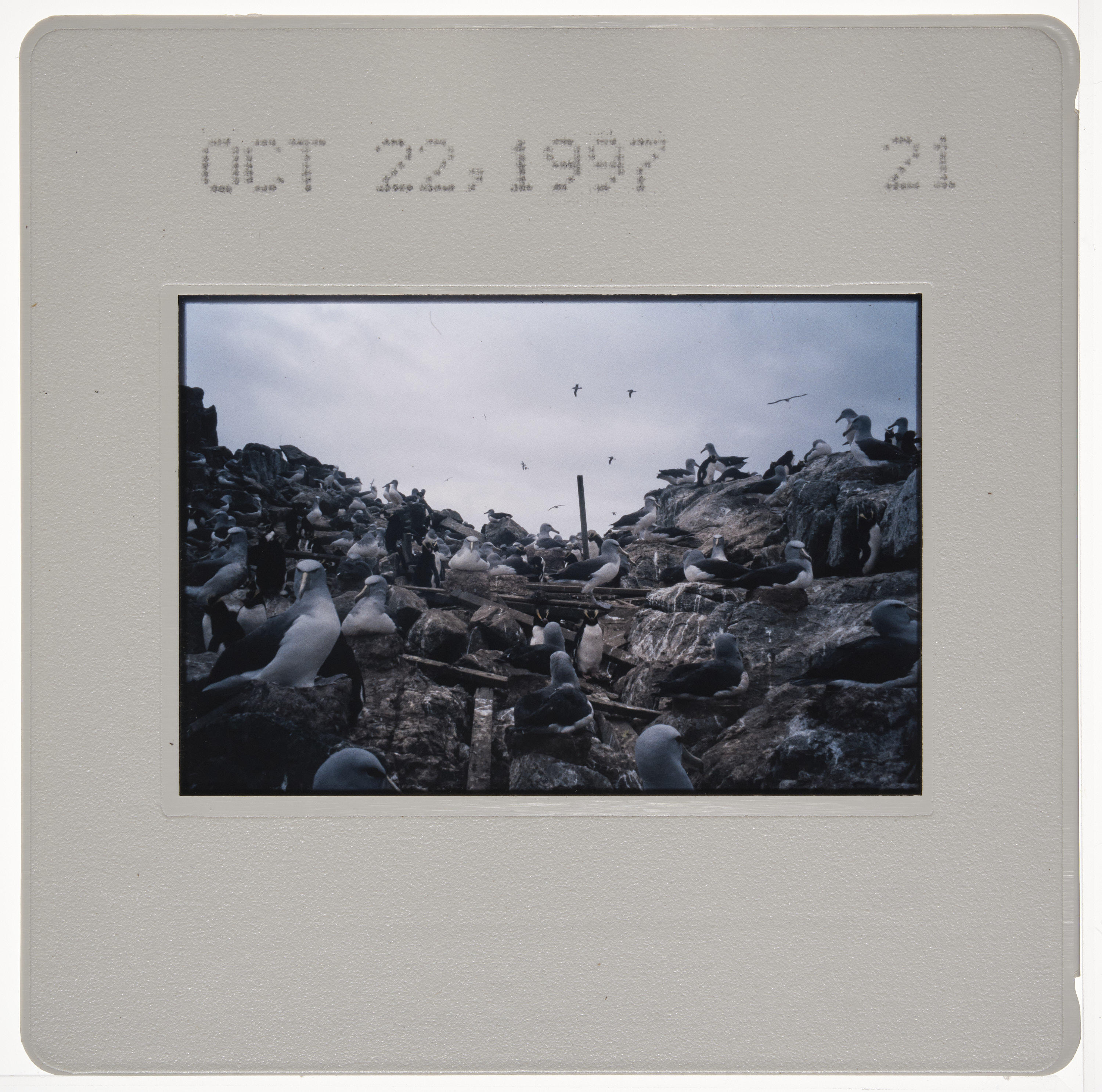 Slide: The Bounty Islands, 1997 - New Zealand Maritime Museum
