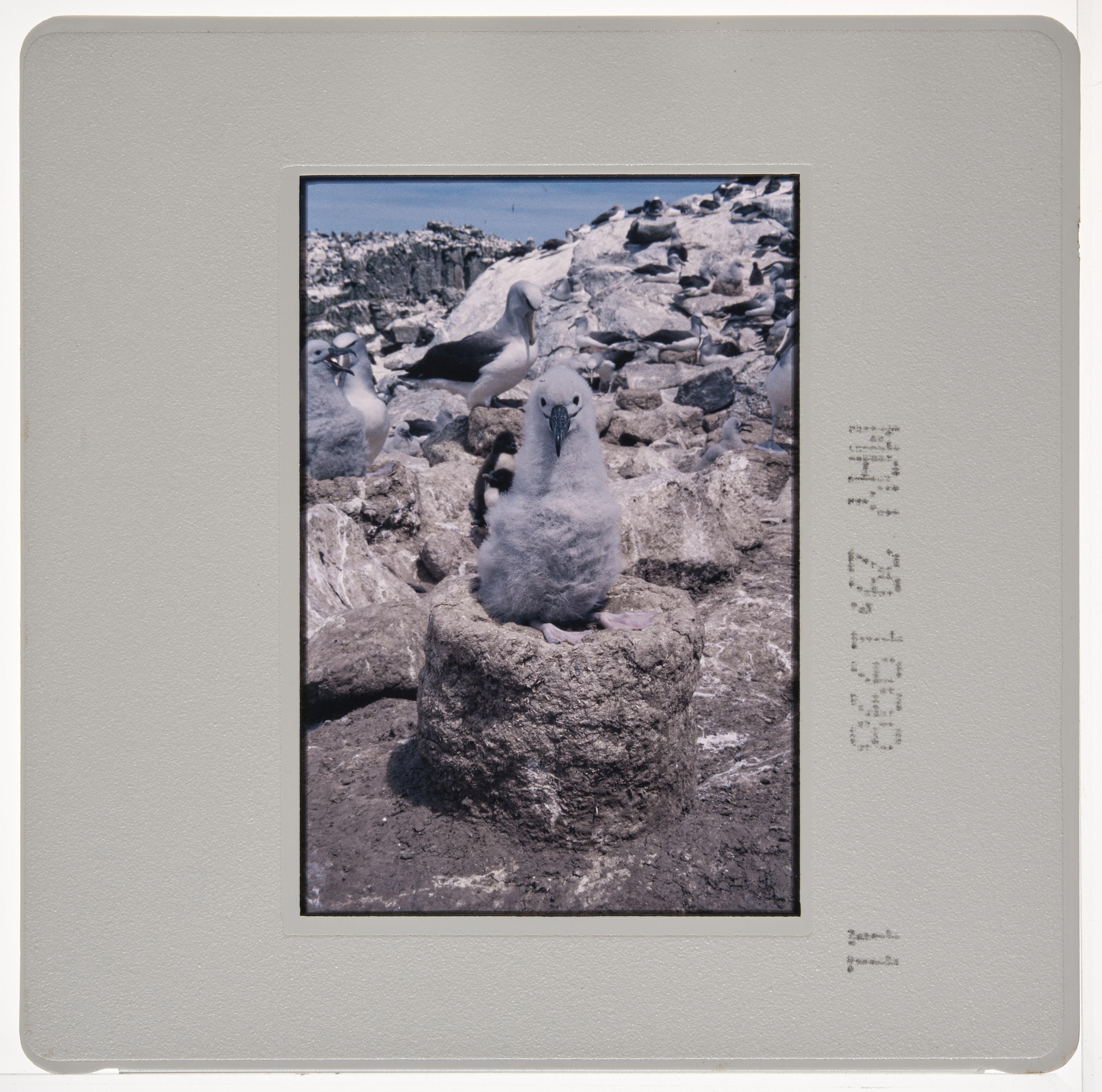 Slide: The Bounty Islands, 1997 - New Zealand Maritime Museum