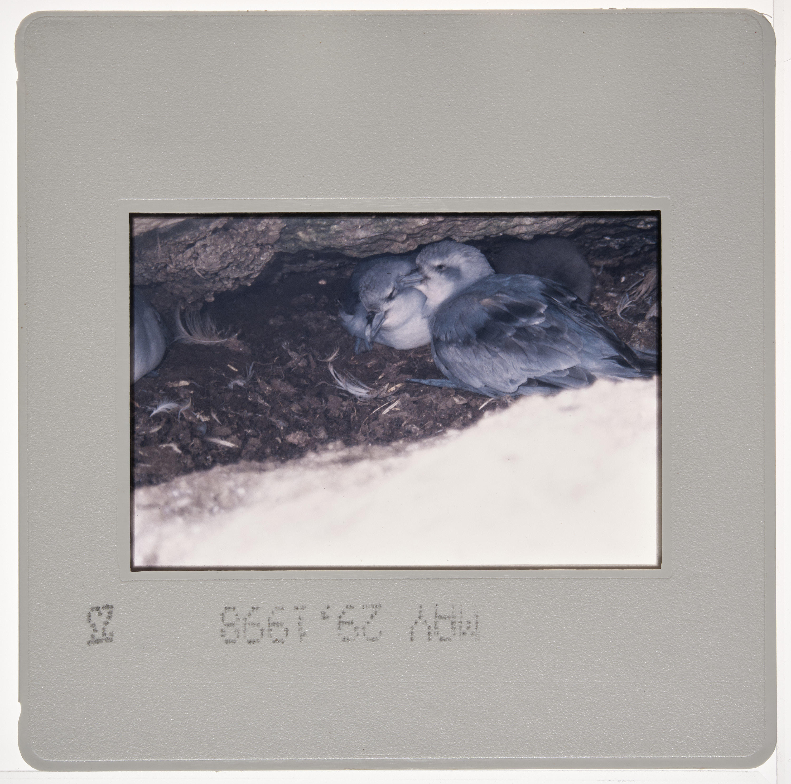 Slide: The Bounty Islands, 1997 - New Zealand Maritime Museum