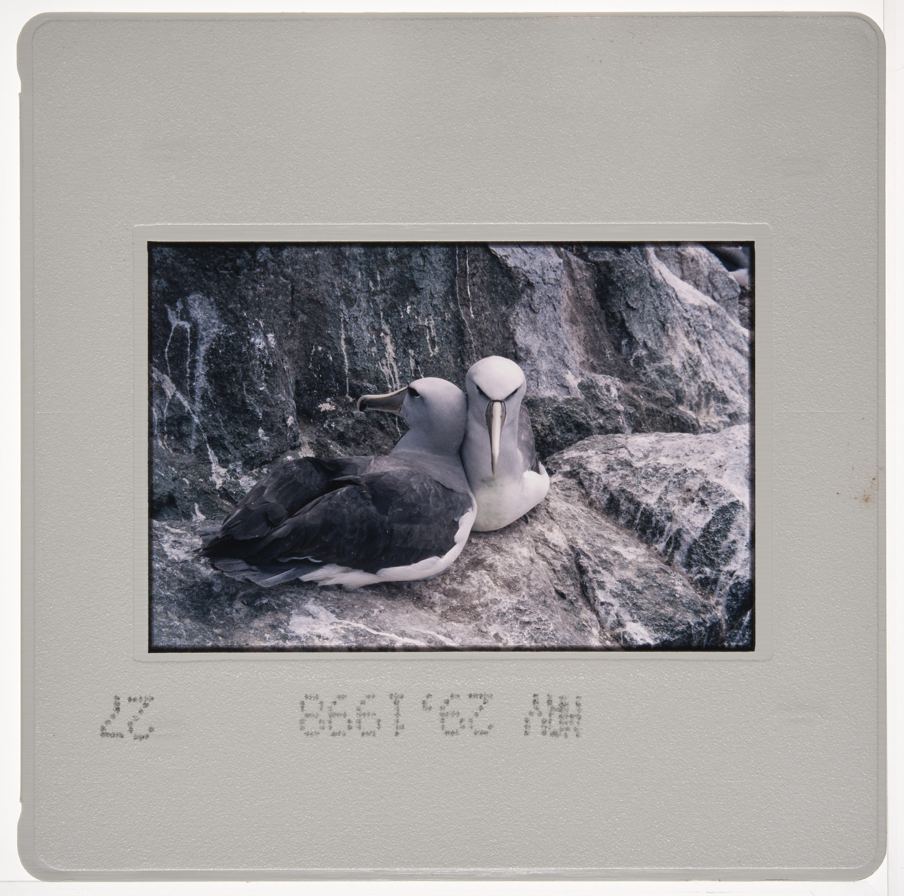 Slide: The Bounty Islands, 1997 - New Zealand Maritime Museum