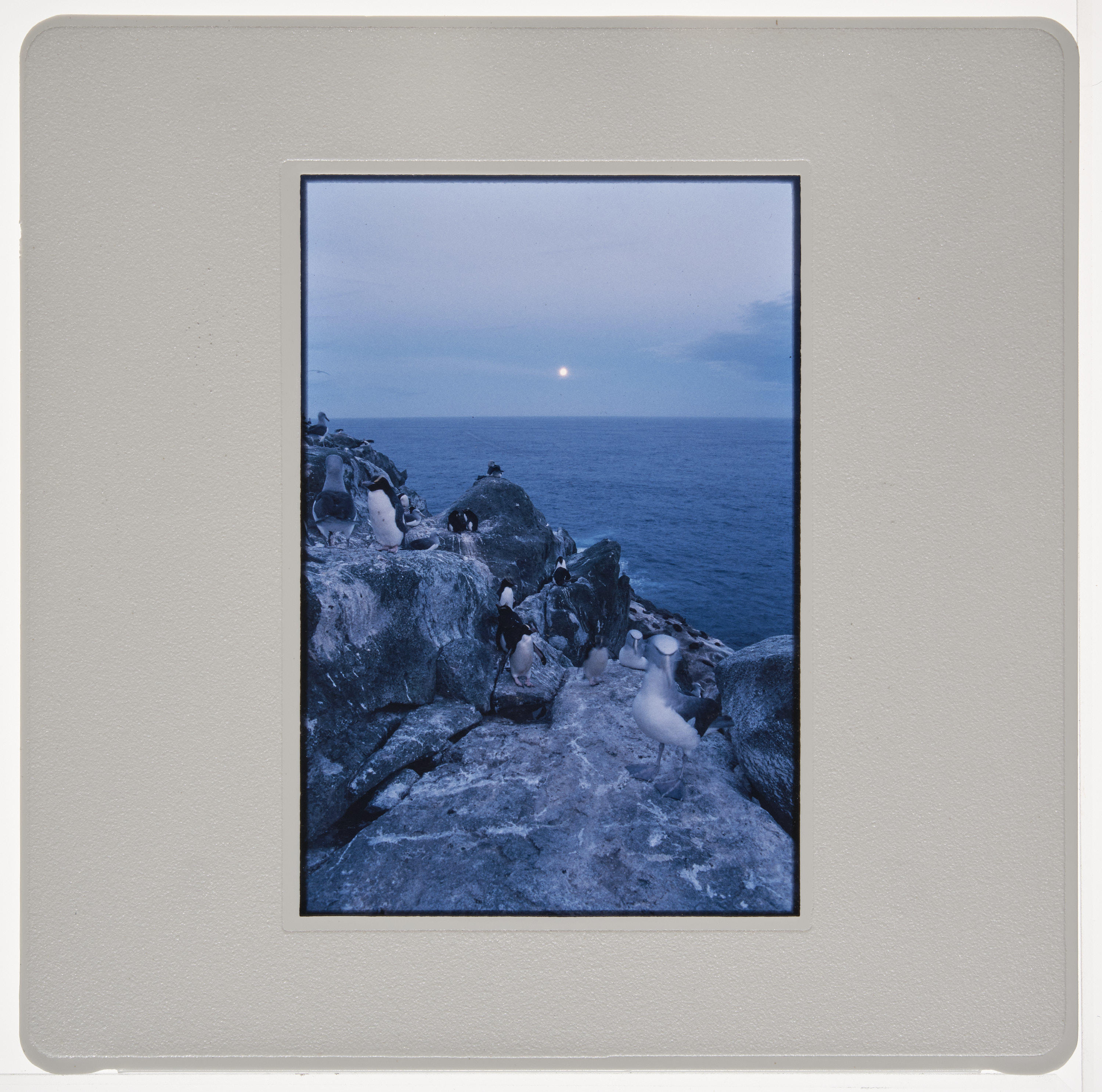 Slide: The Bounty Islands, 1998 - New Zealand Maritime Museum