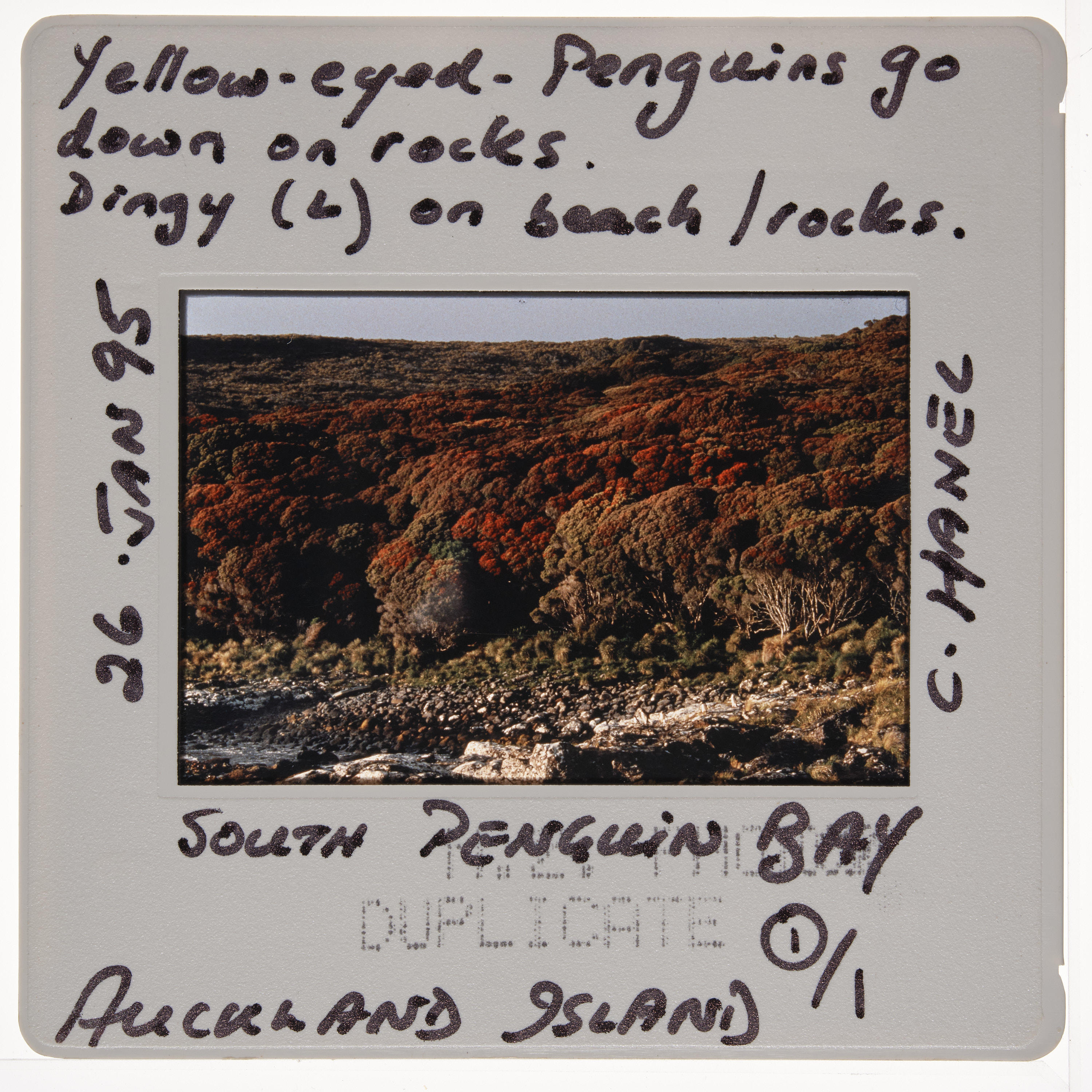 Slide: Yellow-eyed penguins at South Penguin Bay, Auckland Island, 26 ...