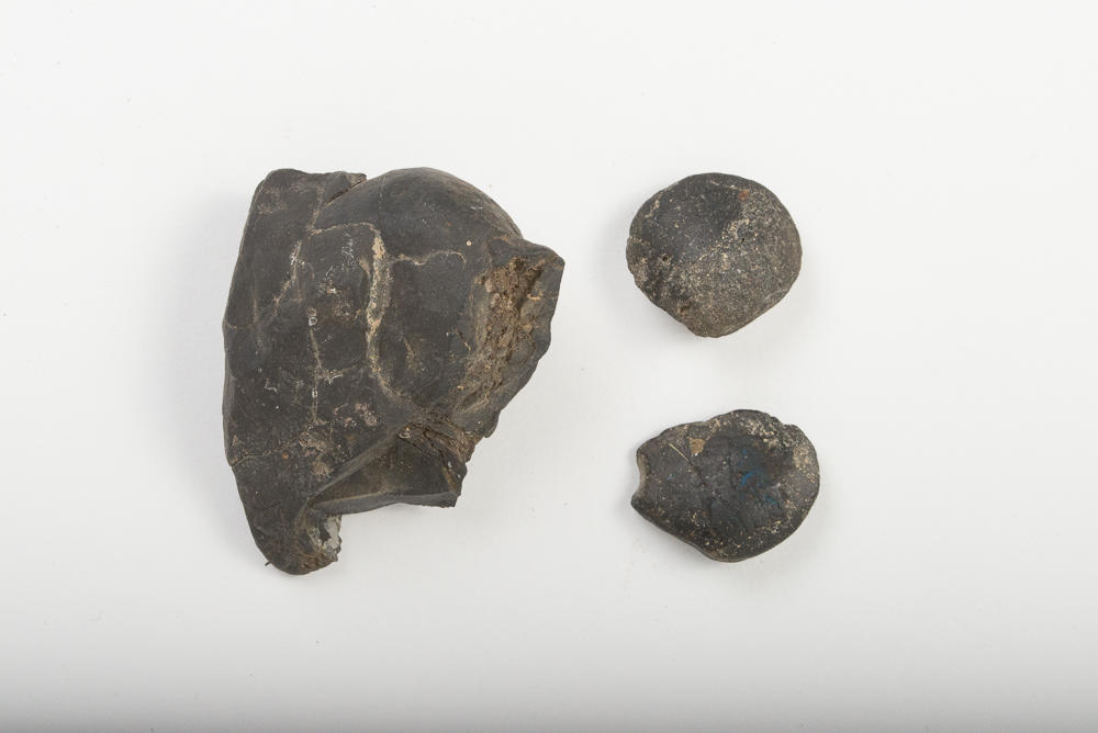 Petrified shells from the eruption of Rangitoto - New Zealand Maritime ...