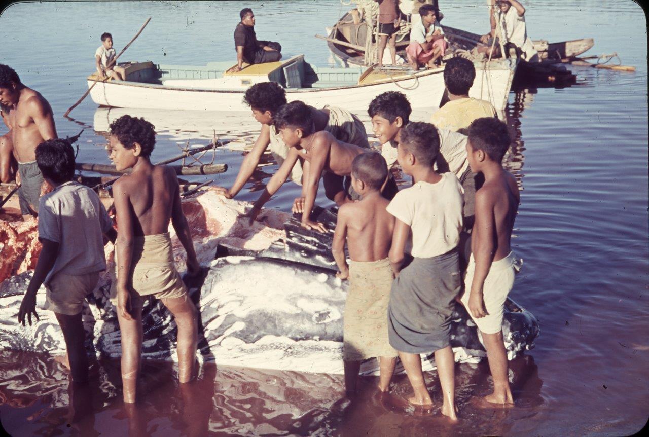 Slide: Boys and humpback whale - New Zealand Maritime Museum