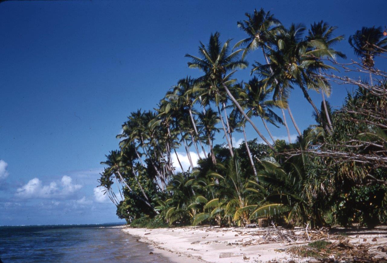 Slide: Beach with palm trees - New Zealand Maritime Museum