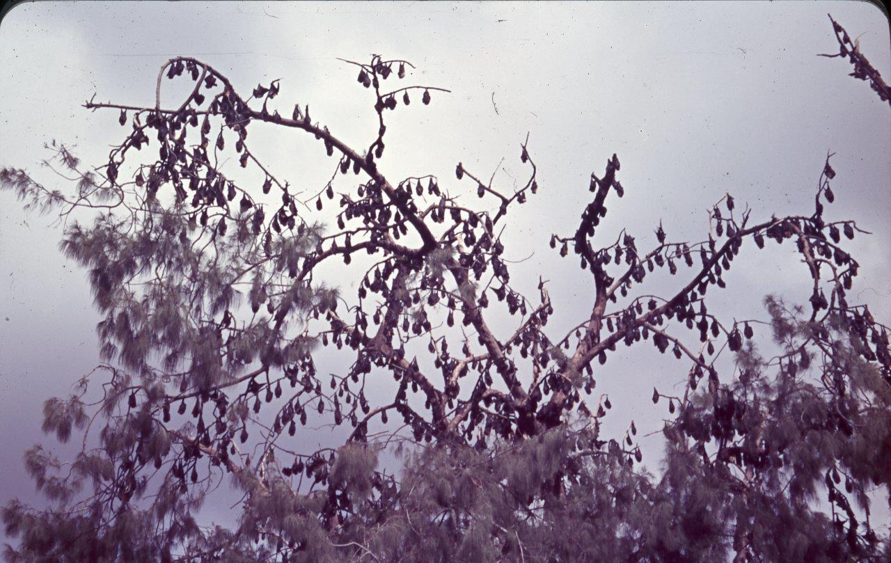 Slide: Bats in tree - New Zealand Maritime Museum
