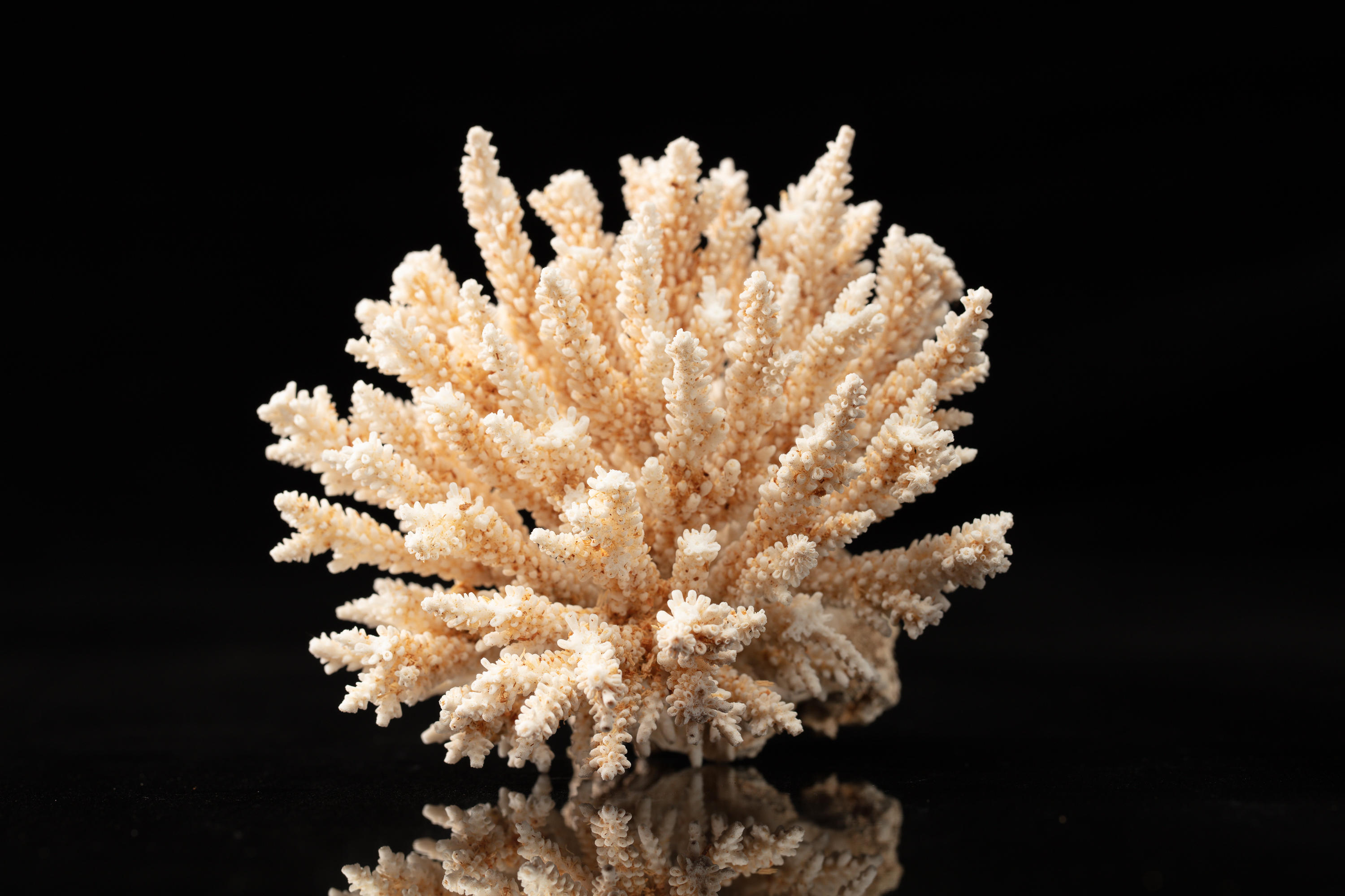 Coral - New Zealand Maritime Museum