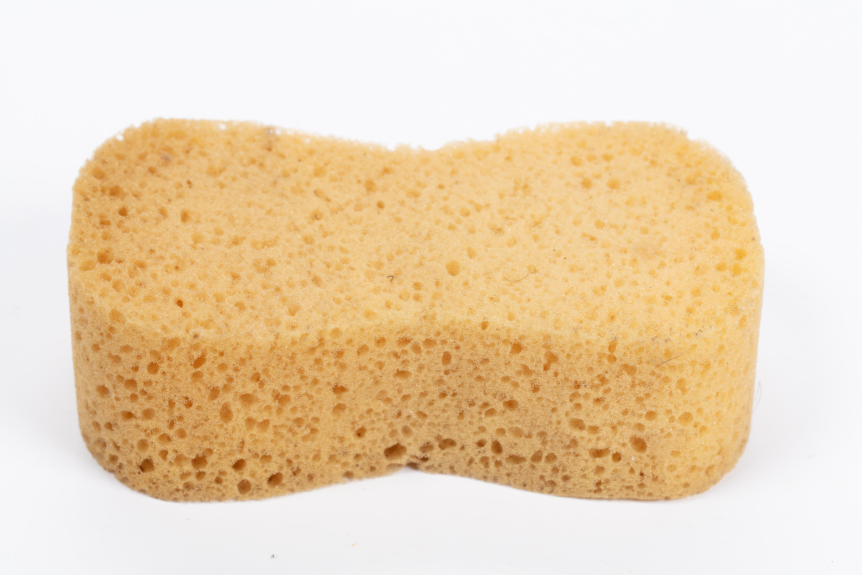 Sponge from TASMAN TRESPASSER II - New Zealand Maritime Museum
