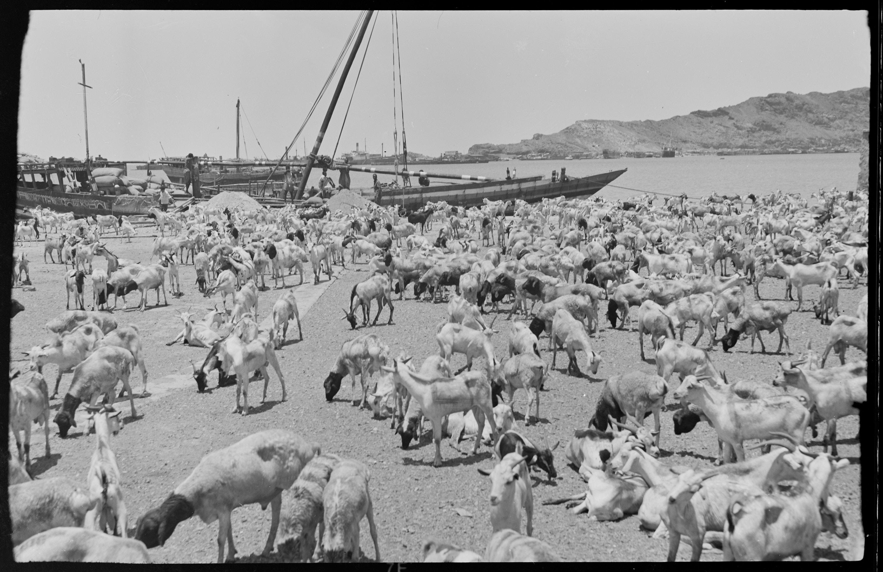 Negative: Unloading goats from Somalia from zarook AL BASHEER, Ma'alla ...
