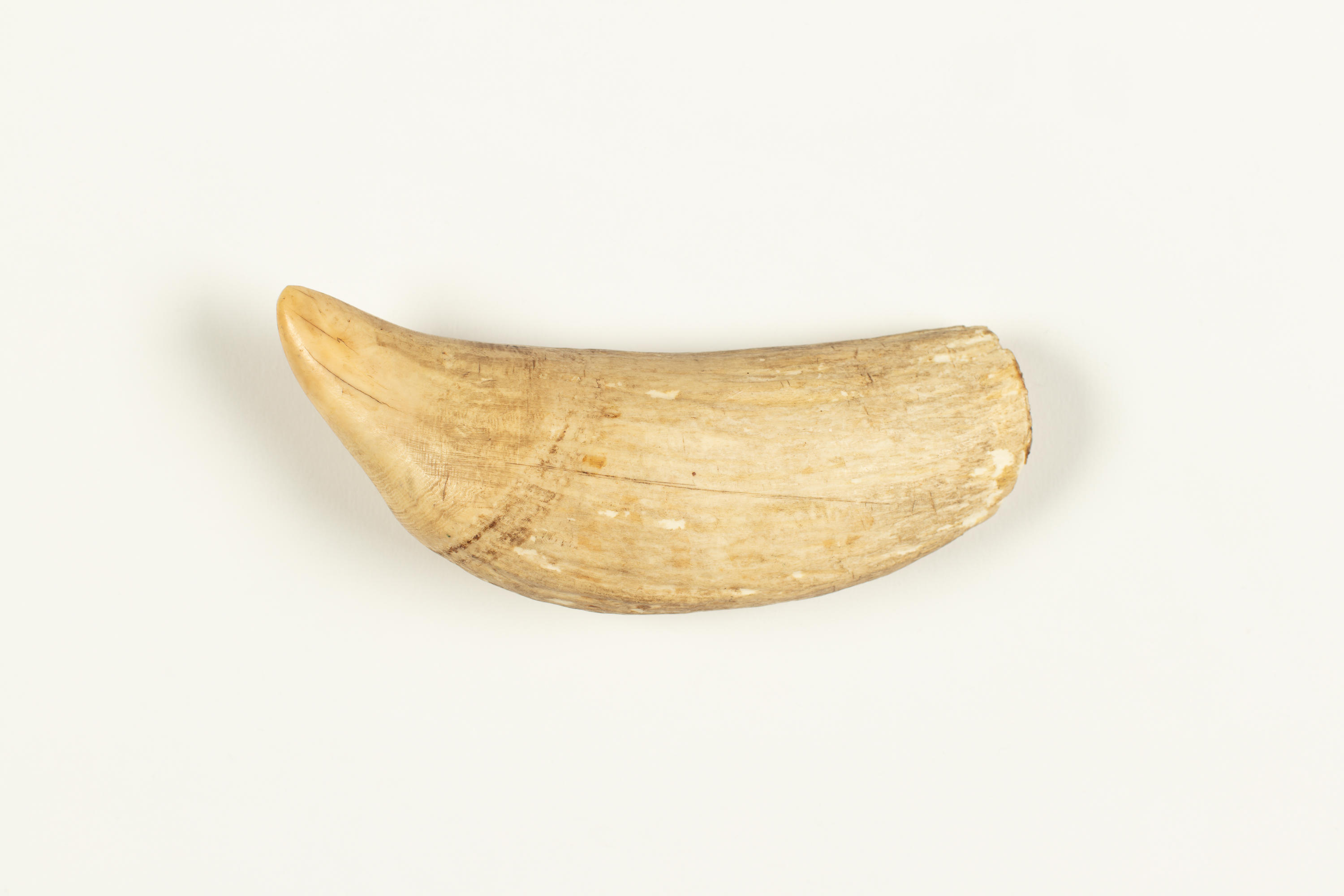 Whale tooth - New Zealand Maritime Museum