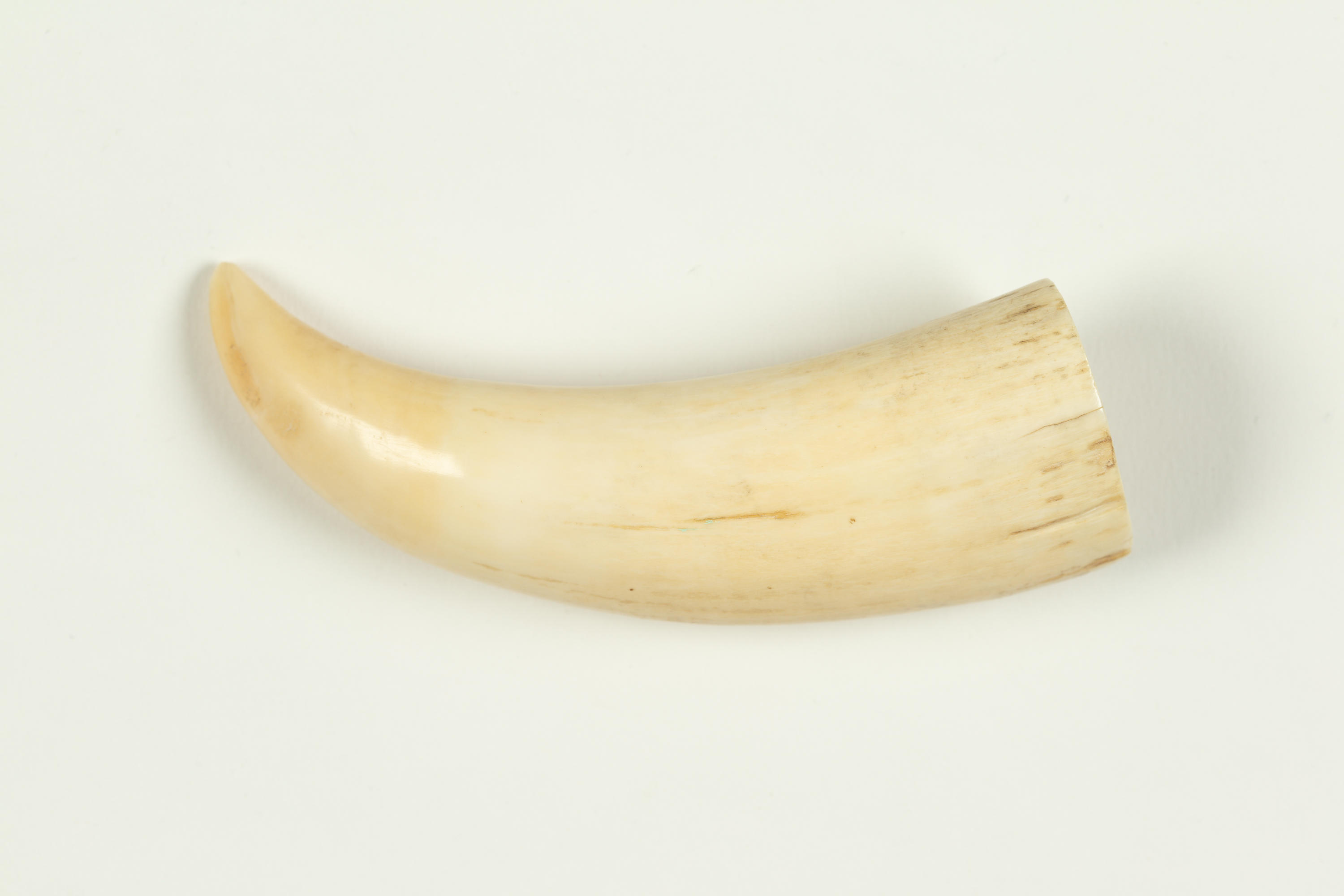 Whale tooth - New Zealand Maritime Museum