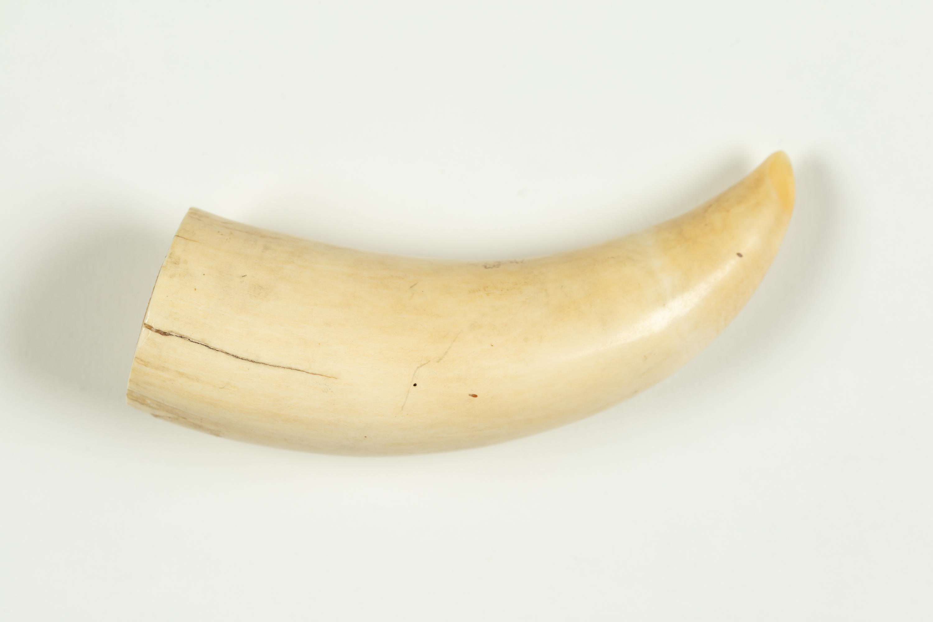 Whale tooth - New Zealand Maritime Museum