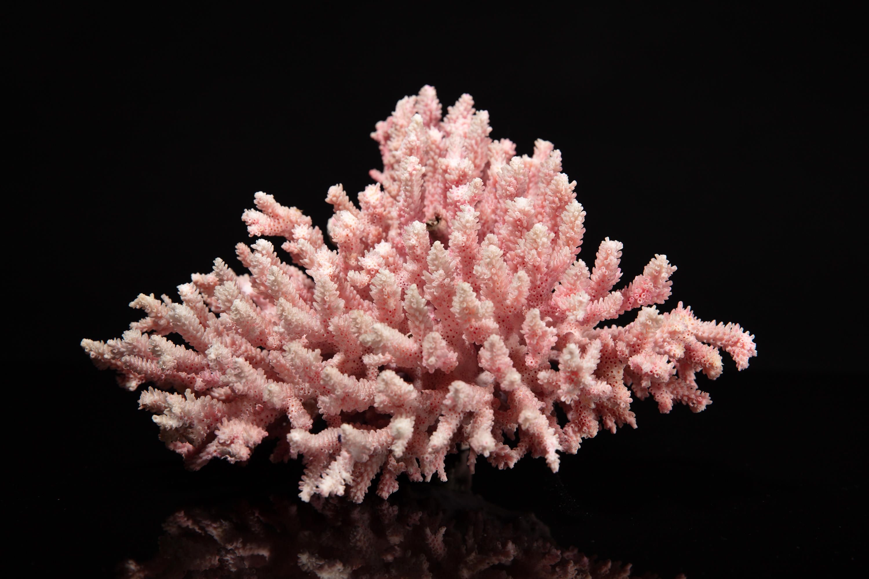 Coral - New Zealand Maritime Museum