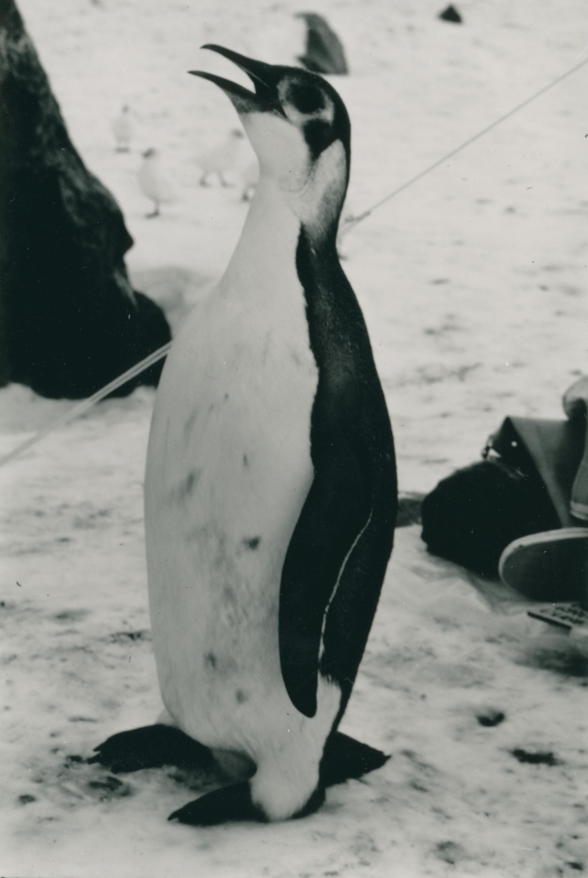 Photograph: Juvenile penguin, South Georgia - New Zealand Maritime Museum